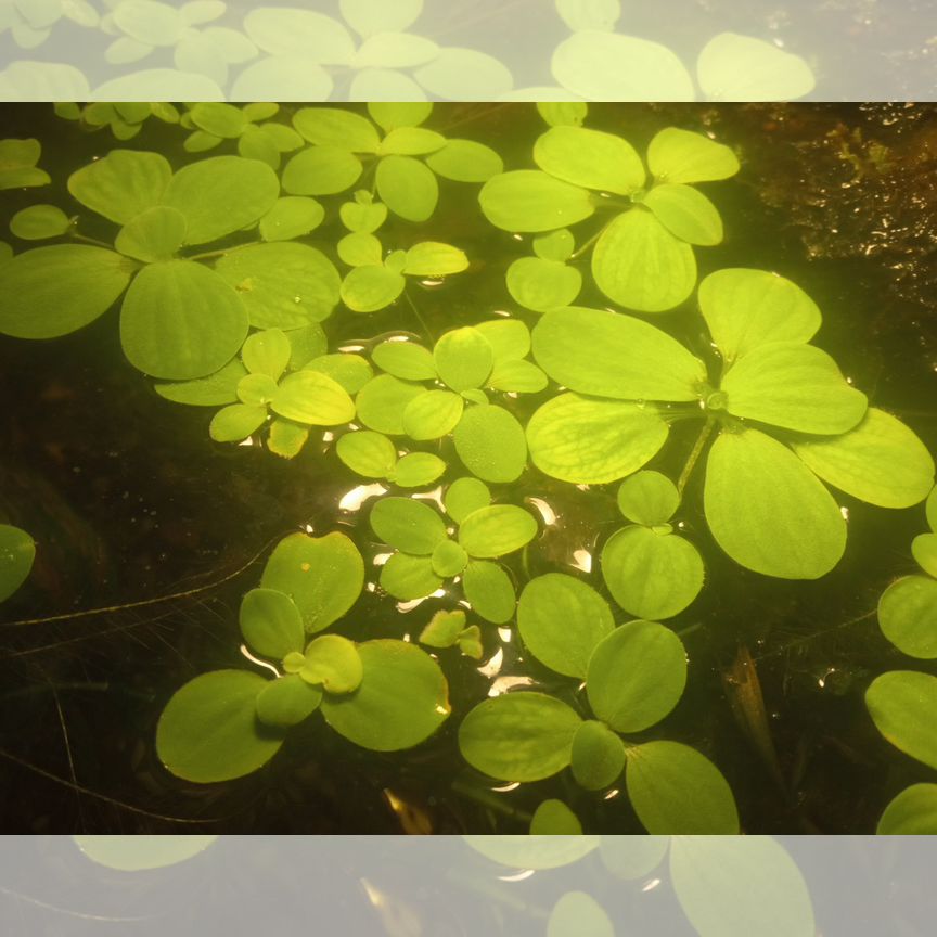 Аквариумные растения Пистия плавающая