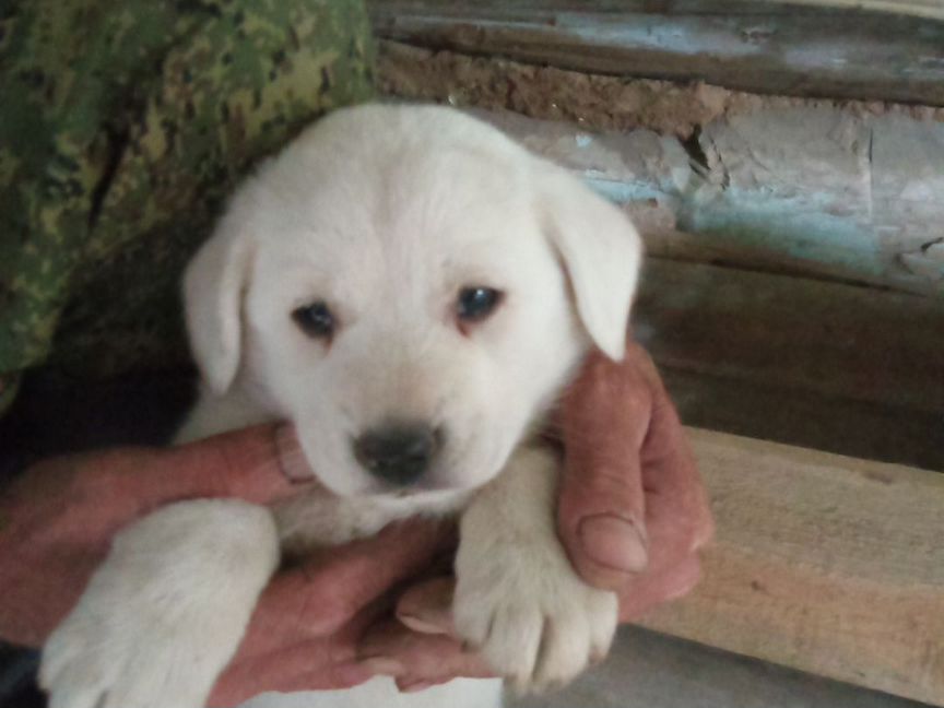 Щенки, собочата