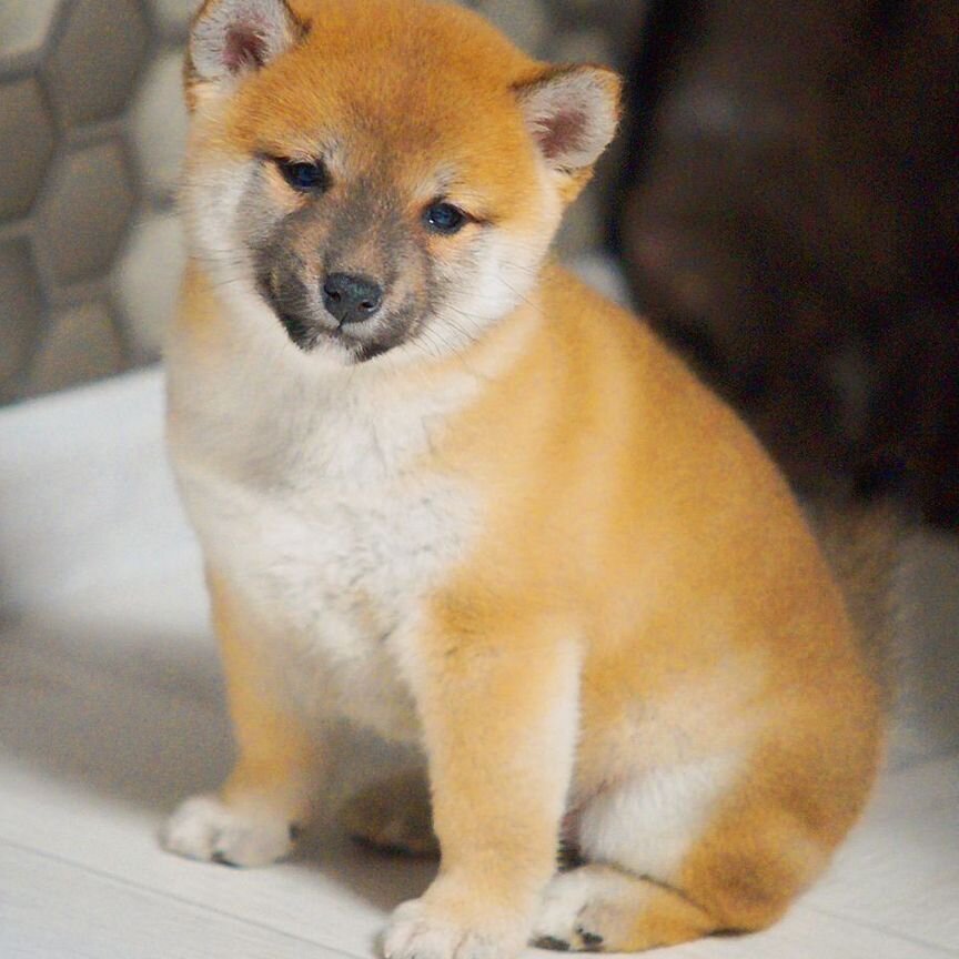 Сиба малыши /питомник