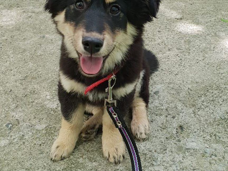 Собака в добрые ручки