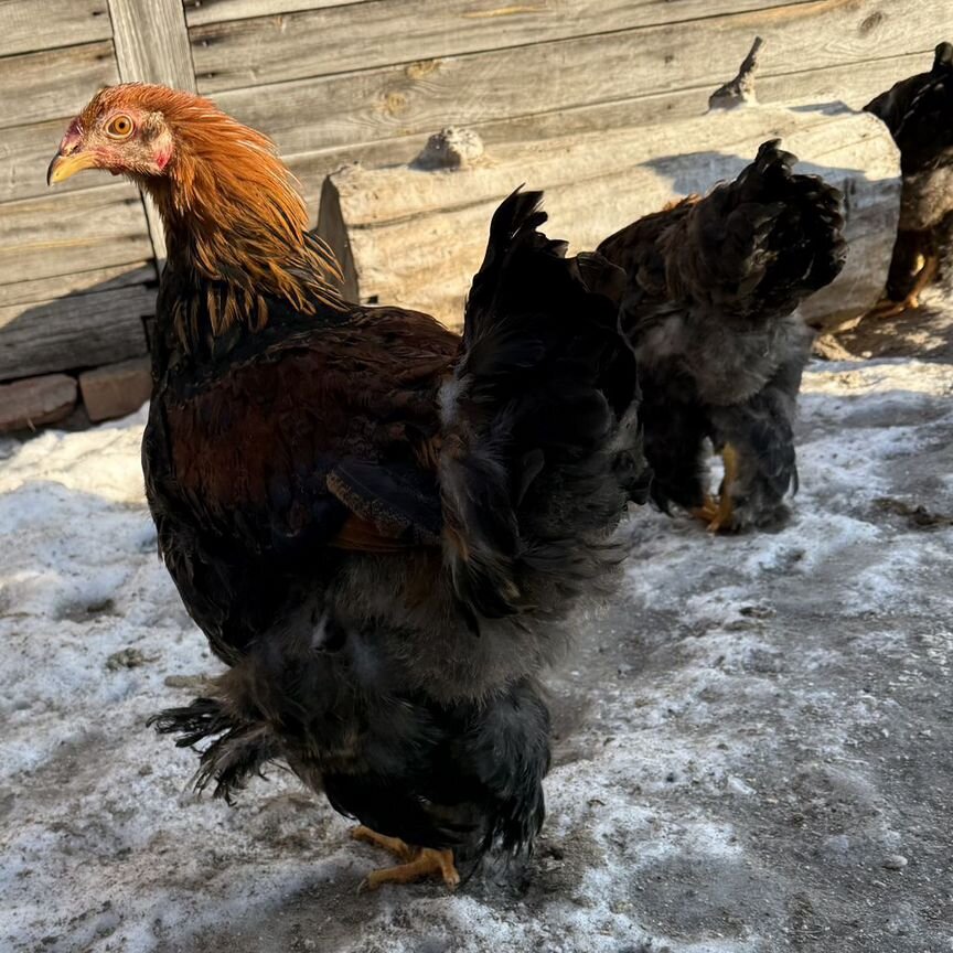 Молодые петухи Брама куропчатая