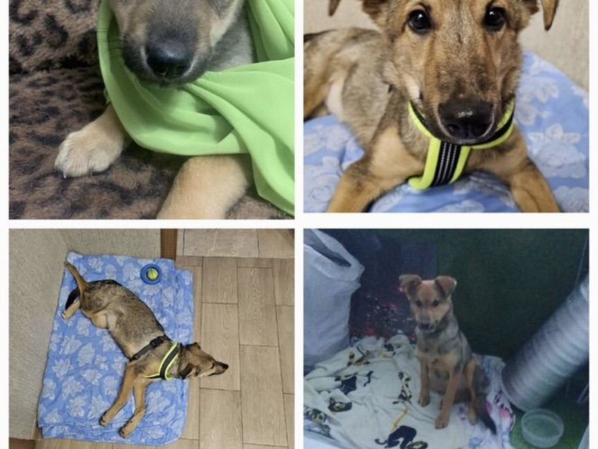 Собчка в доьрые руки