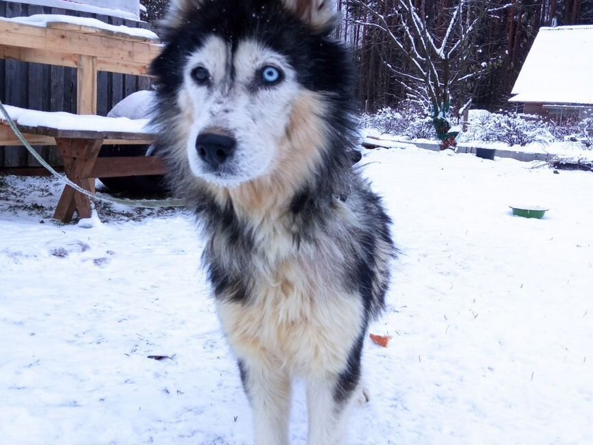 Сибирский хаски девочка