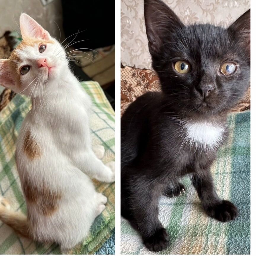 Котята в добрые руки