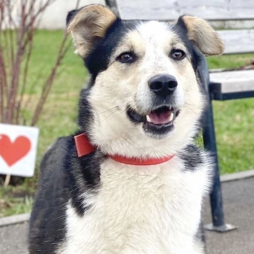 Взрослая собака в добрые руки