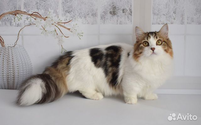 Котик манчкин