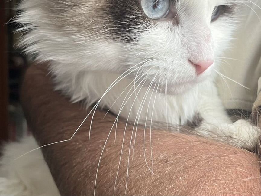 Кот интроверт