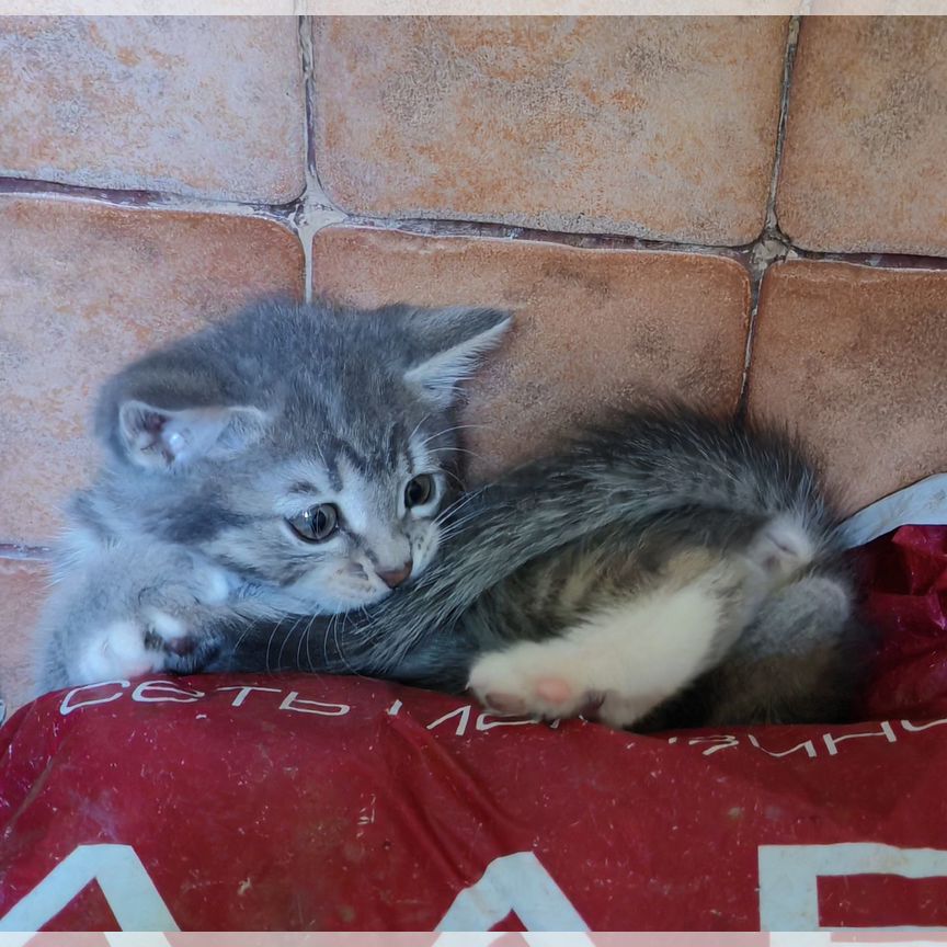 Котёнок от частного владельца