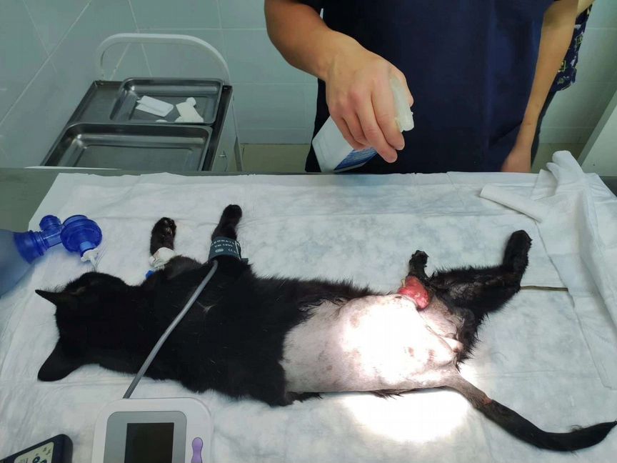 Котик нуждается в людях