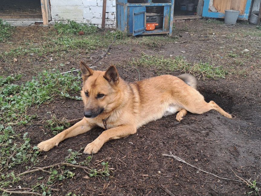 Песик в добрые руки