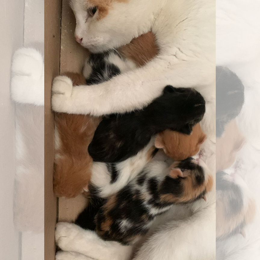 Новорождённые котята
