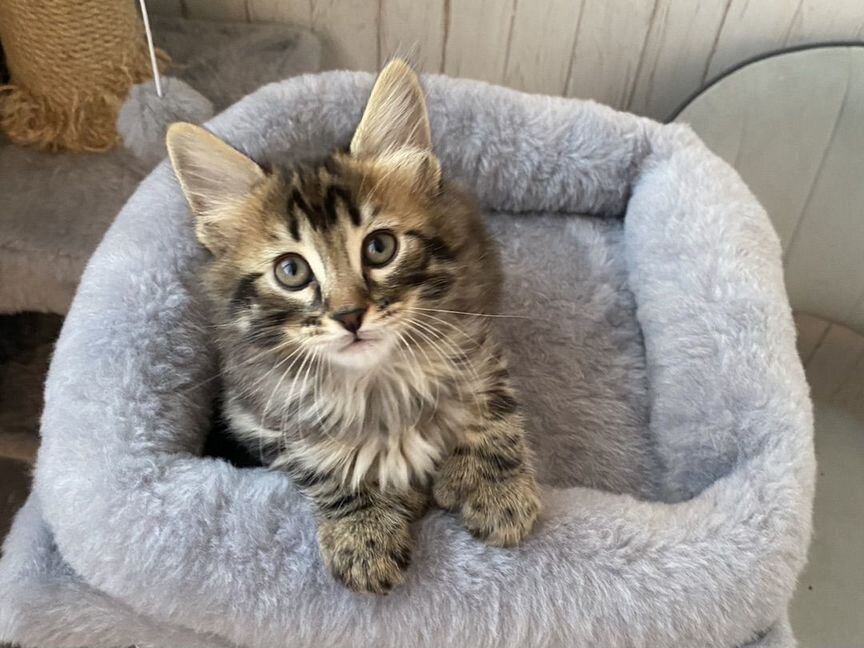 Котята пиксибоб