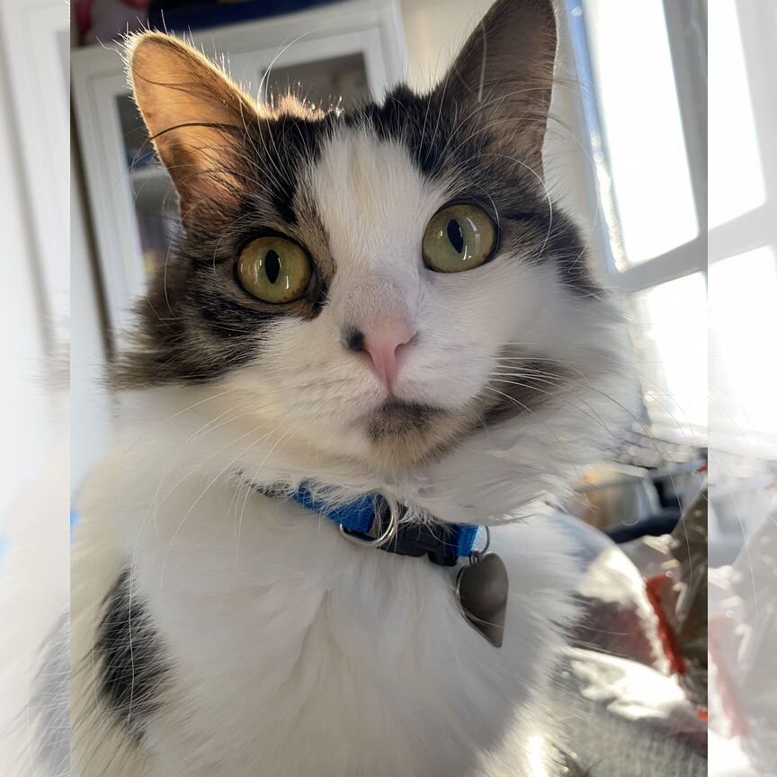 Взрослая кошка в добрые руки