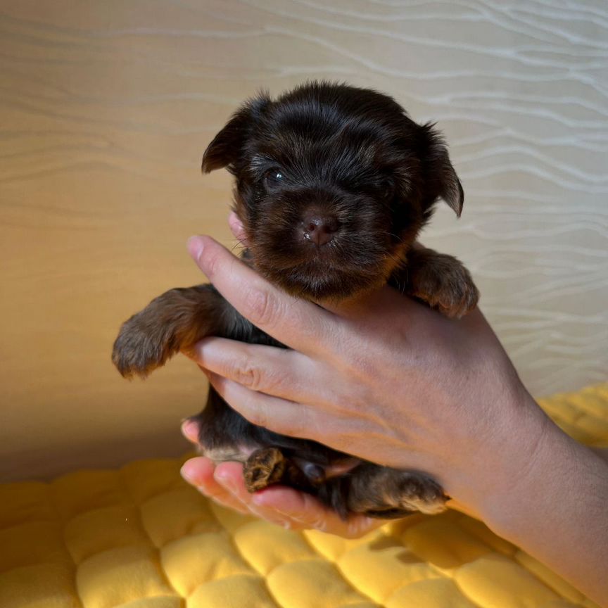 Бомбические щенки йорка