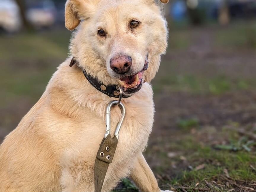 Собака в добрые руки