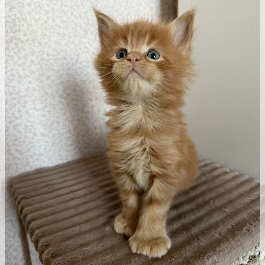 Мейн-кун котёнок