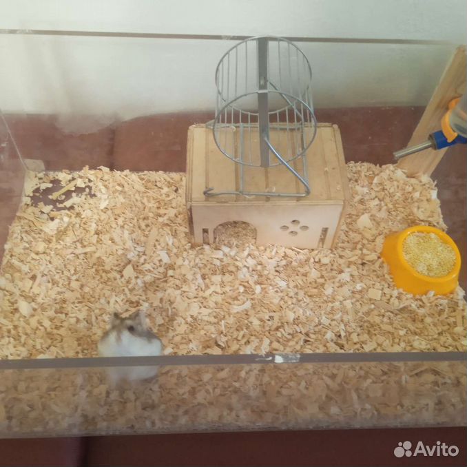 Джунгарский хомяк террариум миска поилка колесо