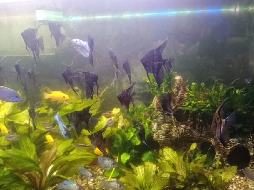 Рыбки скалярии