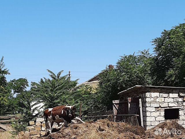 Продаю быков, барашек, корову говядина живым весом