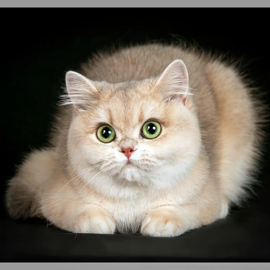 Британская короткошёрстная, взрослая кошка