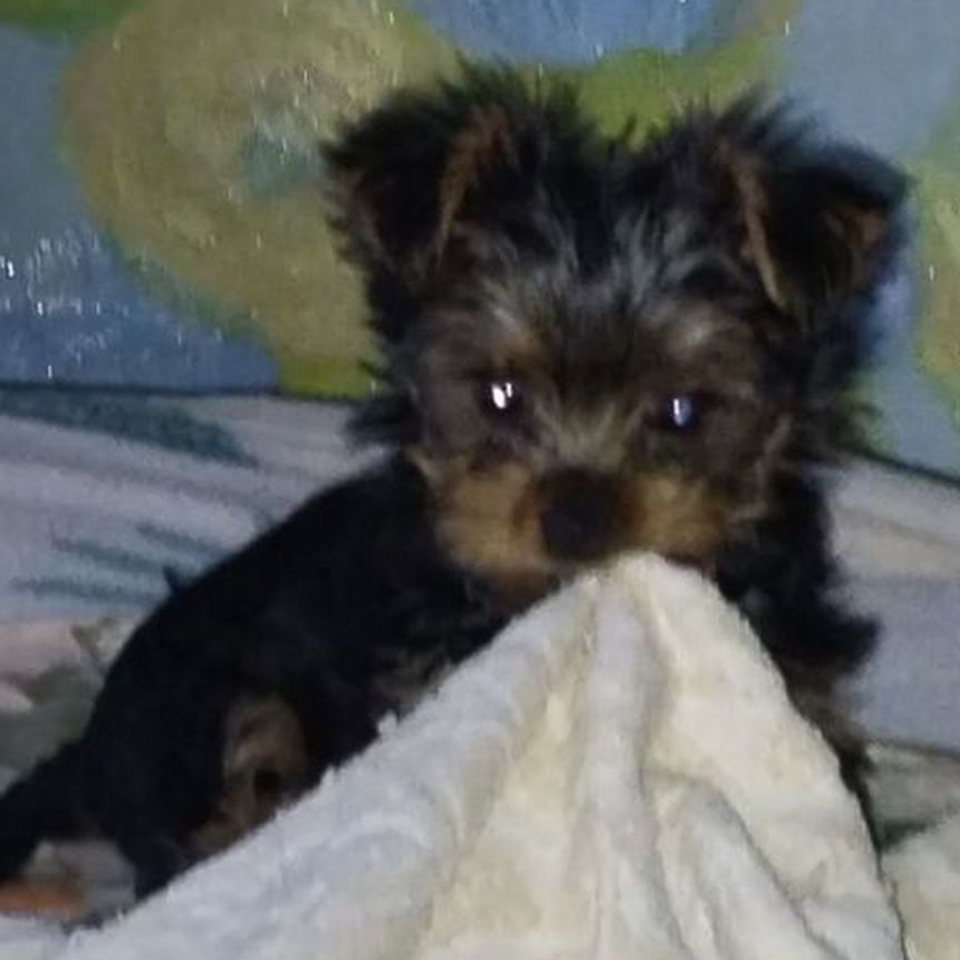 Йоркширский терьер щенки