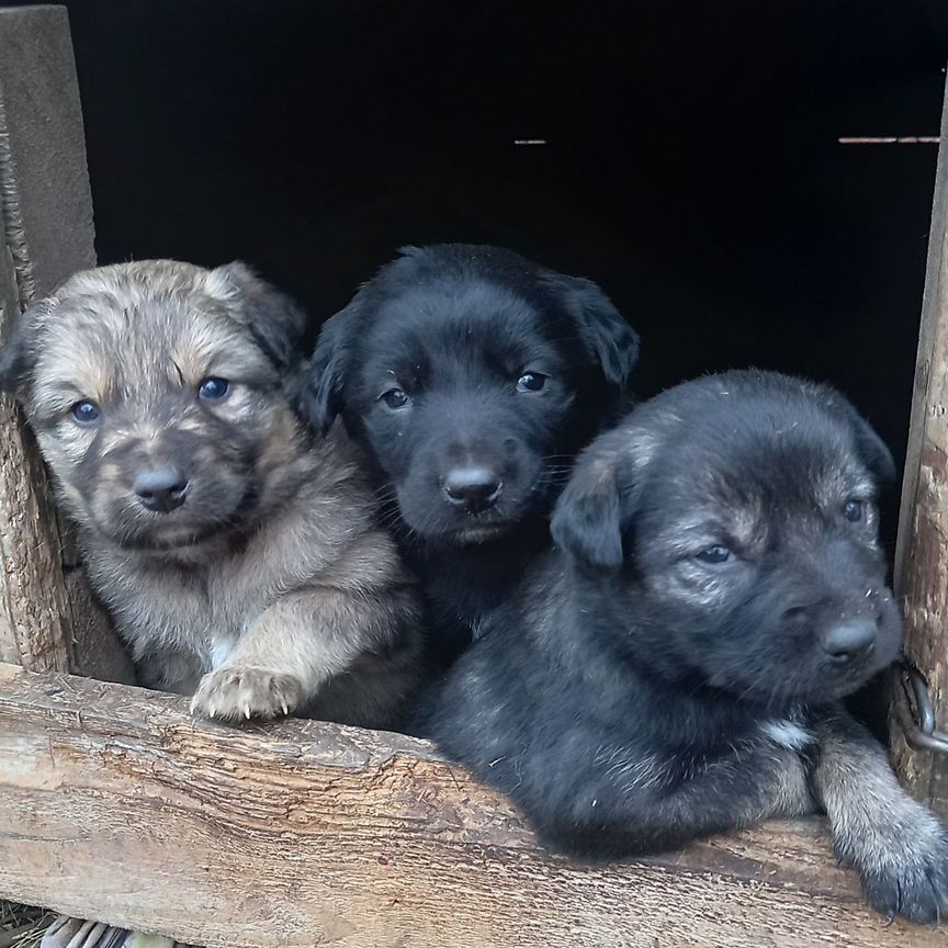 Щенки на охрану бесплатно