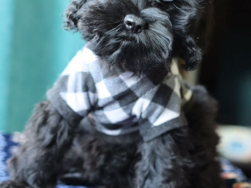 Чудесный мальчик кока-пу