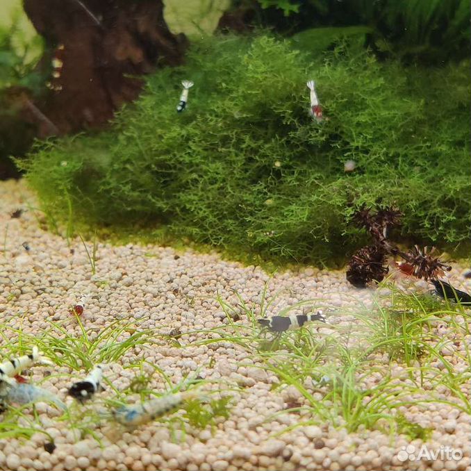 Аквариумные креветки Тайвань