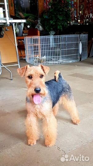 Щенки вельштерьера (уэльский терьер)