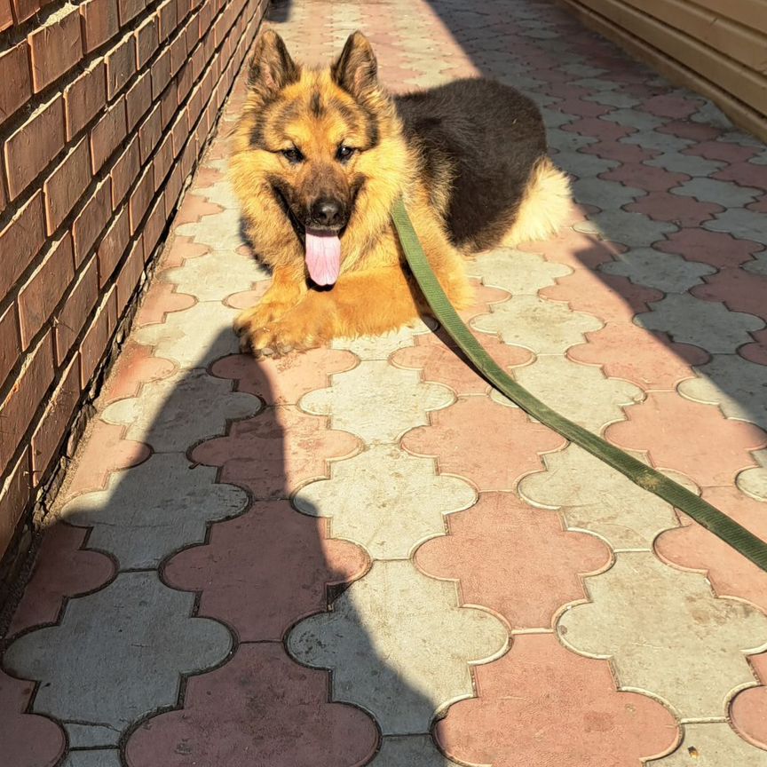 Немецкая овчарка, взрослый пёс