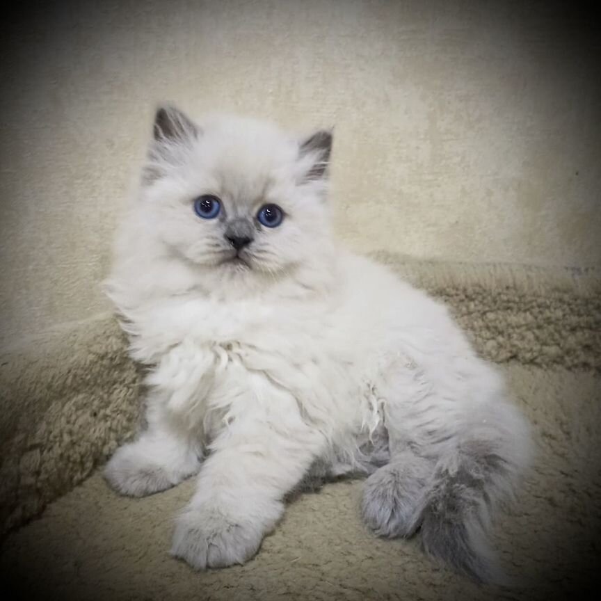 Невские маскарадные котята