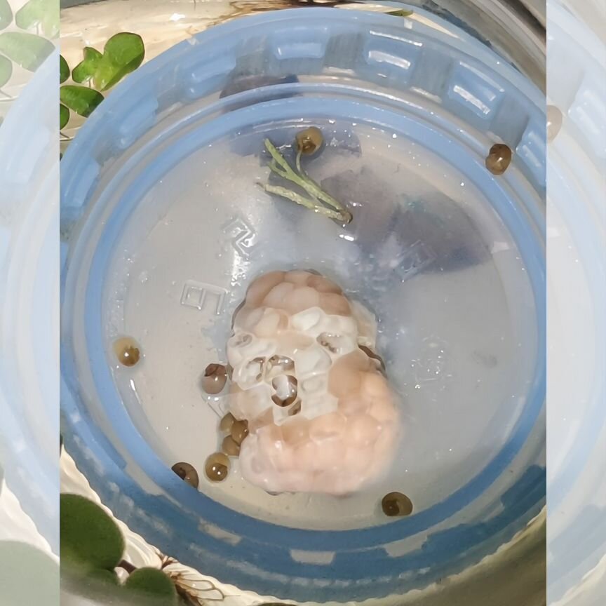 Улитки ампулярии (малыши)