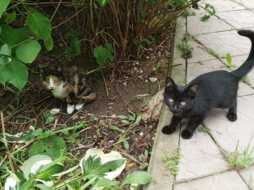 Котята в добрые руки