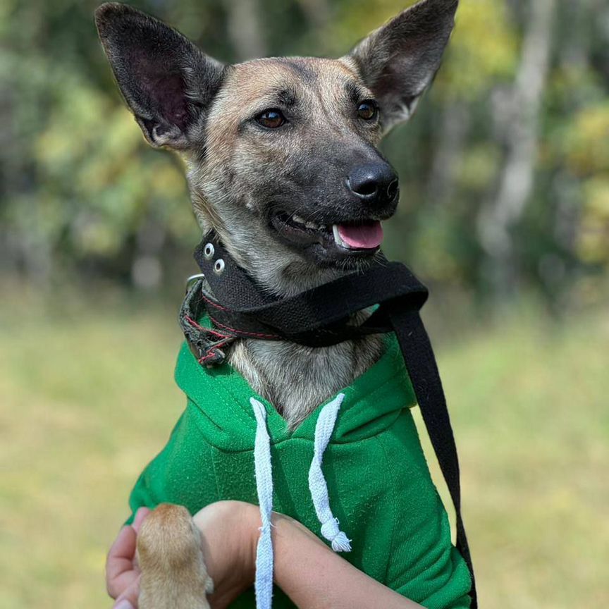 Собака в добрые руки отдам бесплатно