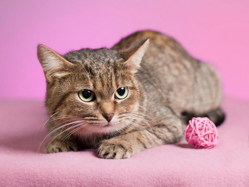 Нежная кошка шпротного окраса в добрые руки. Беспл