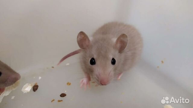 Крысята. 1.5-2 месяца