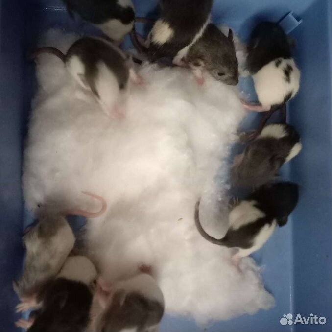 Продаю крыс домашних