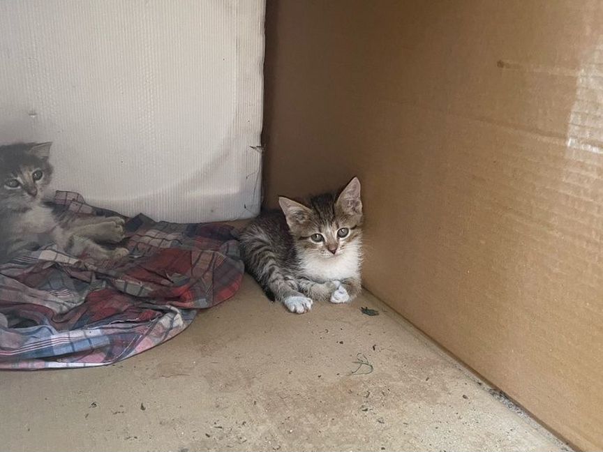 Котята отдам