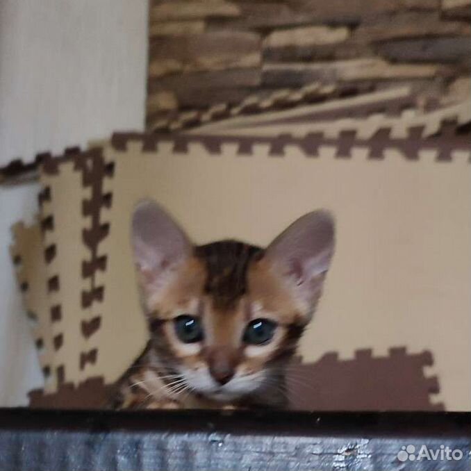 Бенгальская принцесса