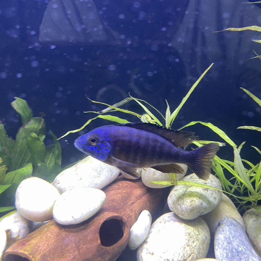 Цихлида красный каданго