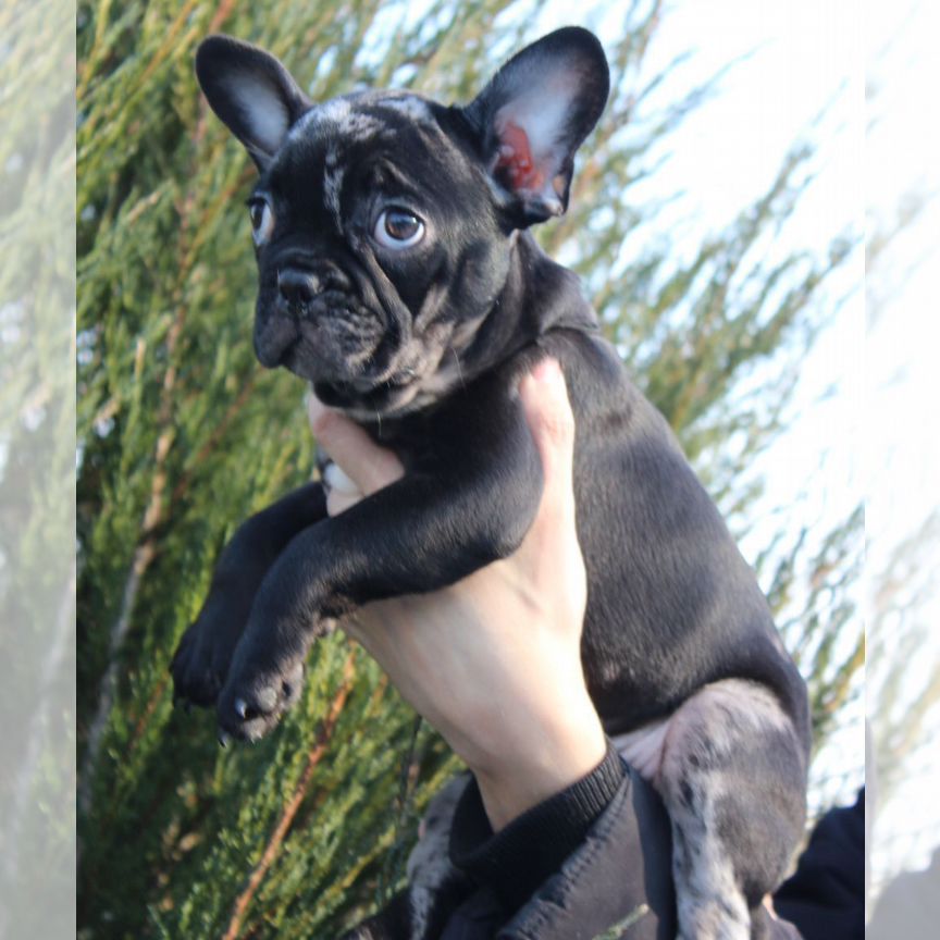 Французский бульдог, щенок