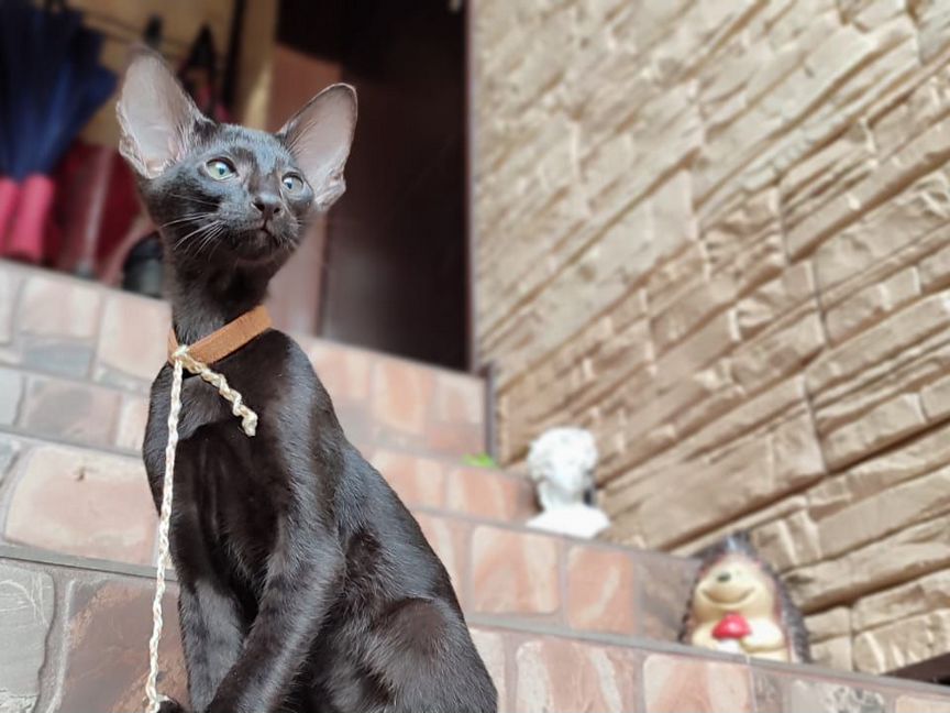 Ориентальные котята
