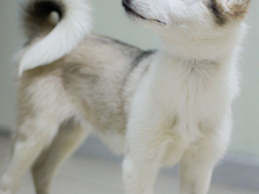 Собака Бэлла