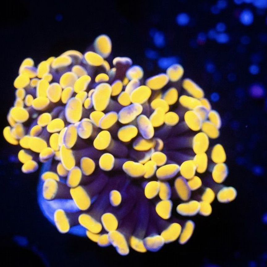 Морские кораллы живые морской аквариум