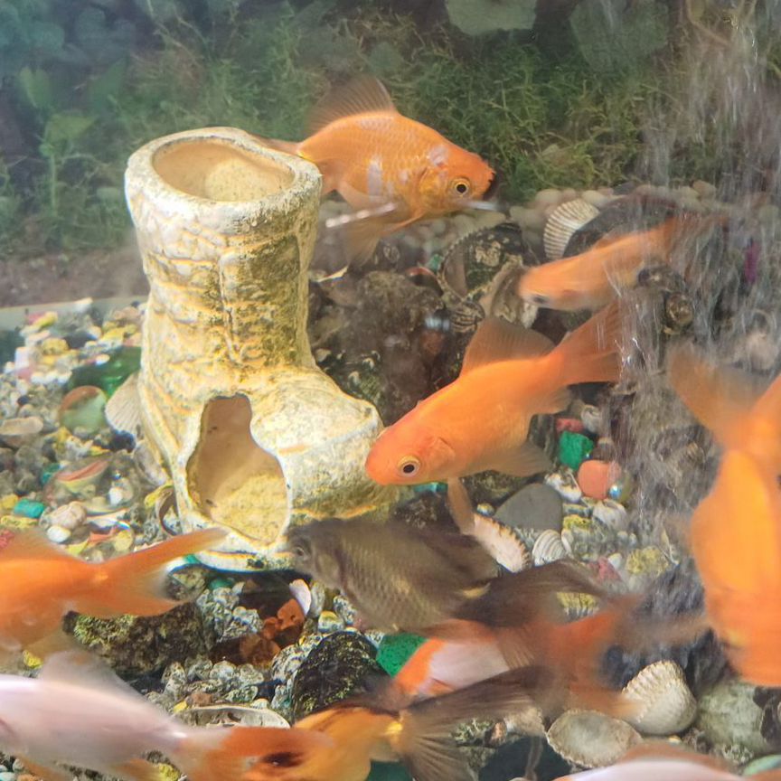 Золотые рыбки