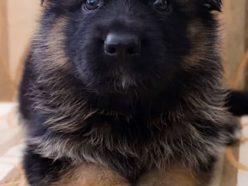 Щенки немецкой овчарки