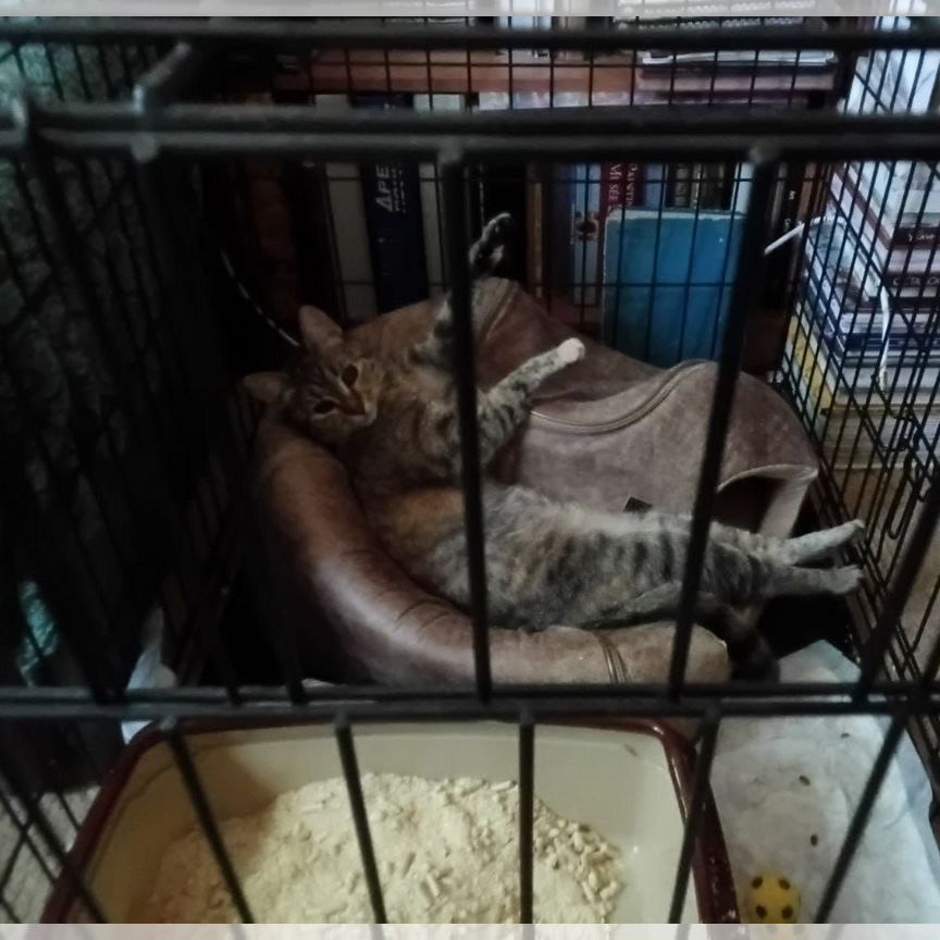 Взрослая, Девочка кошка в добрые руки