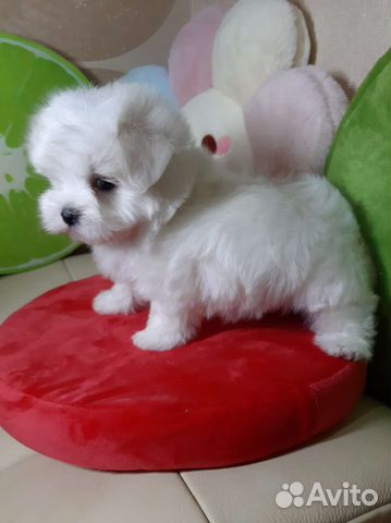 Мальтезе. Мальтийская Болонка. Щенки. РКФ