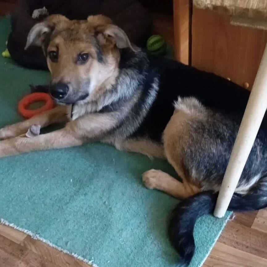 Щенок в добрые руки