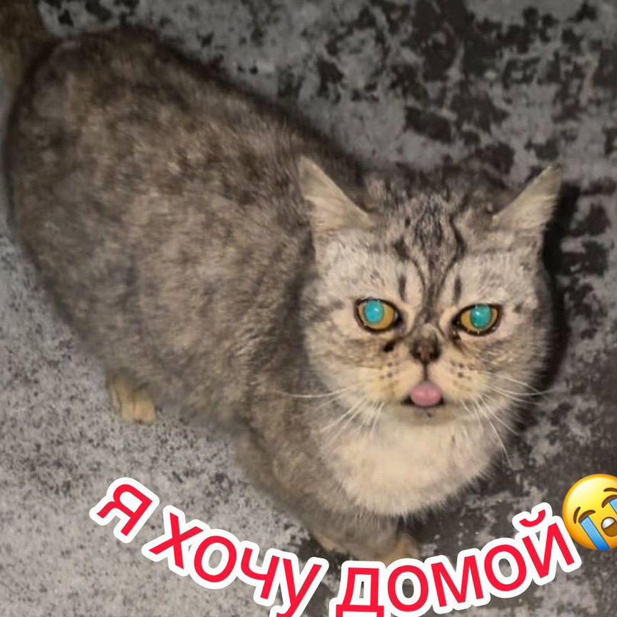 Чистокровный экзот очень ищет дом